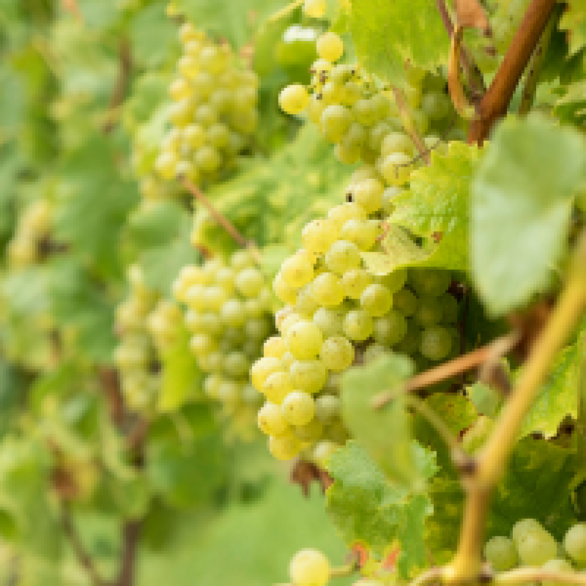 Select Wines